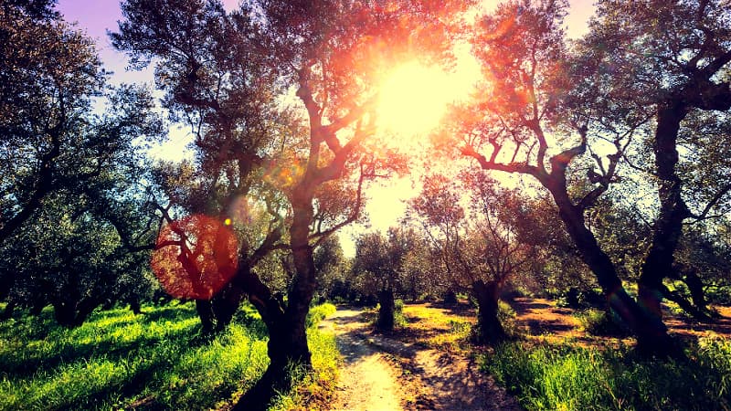 The Master Miller Wins 10 Golds at NYIOOC | Olive Oil Times
